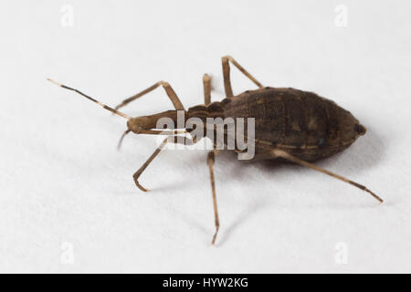 Rhodnius prolixus, C Stock Photo - Alamy