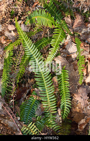Hard-fern (Blechnum spicant) plant under dry foliage Stock Photo - Alamy