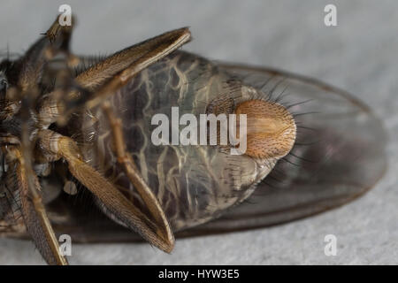 TSE TSE FLY Stock Photo - Alamy