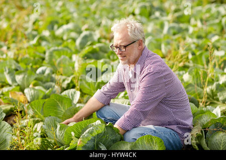 Senior man growing cabbage at farm Stock Photo - Alamy