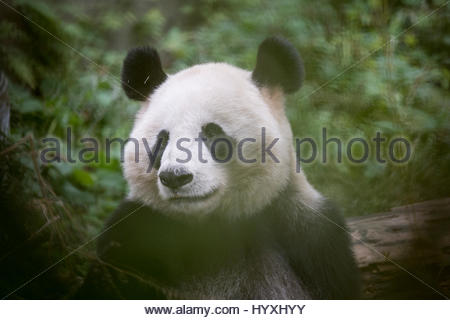 A 14 year old panda named YeYe holds her young cub at Wolong Giant ...