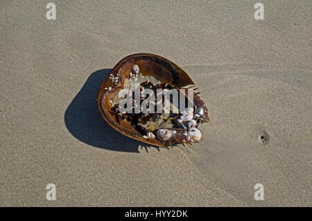 Horseshoe crabs are marine arthropods of the family Limulidae and order ...