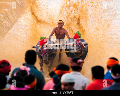 KARNATAKA, INDIA: THRILLING shots capturing an exhilarating annual bull ...