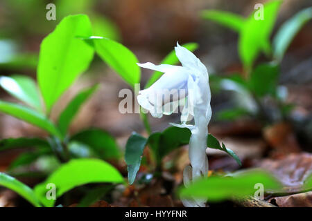 Ghost plant or Indian pipe (Monotropastrum humile) in Japan Stock Photo ...