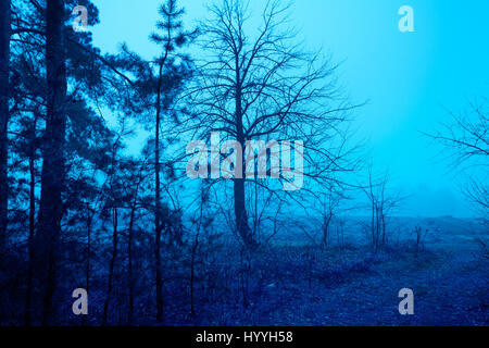 Misty rural landscape in Latvia Stock Photo - Alamy