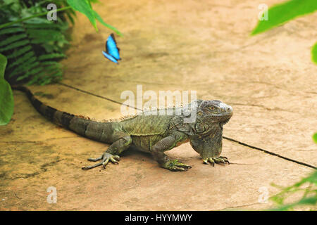 Iguana Verde, the habitat of South and Central America Stock Photo - Alamy