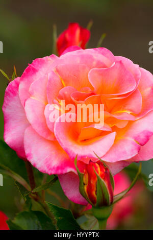 Granada rose, Heirloom Roses, St Paul, Oregon Stock Photo - Alamy