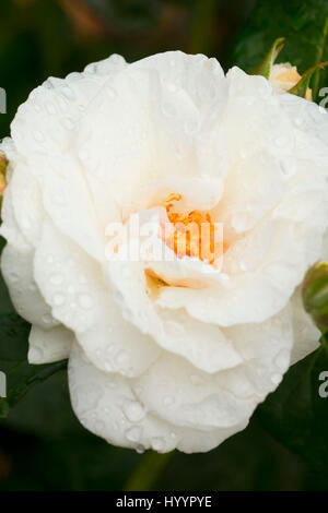 Maria Mathilda Rose Stock Photo - Alamy