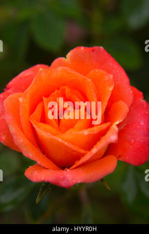 Classic Orange rose, Heirloom Roses, St Paul, Oregon Stock Photo - Alamy