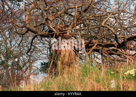 Ancient Oak Tree branches. Twisted branches against a blue sky Stock ...