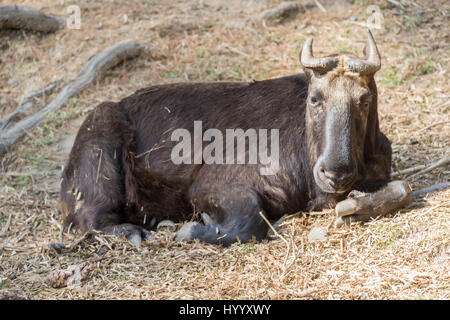 Bhutan, Thimphu. Motithang Takin Preserve, national animal of Bhutan ...