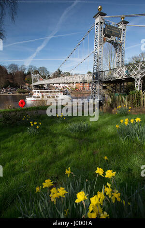 City of Chester, England. Lady Diana river cruise showboat transiting ...