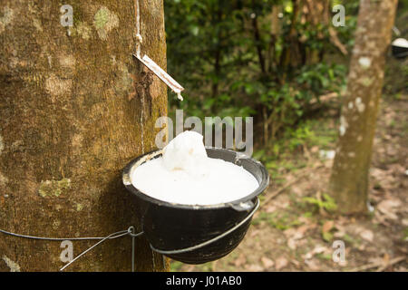 juice of rubber trees to collect in the cups for the production of ...