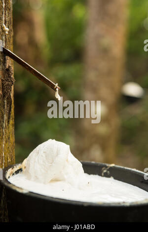 juice of rubber trees to collect in the cups for the production of ...