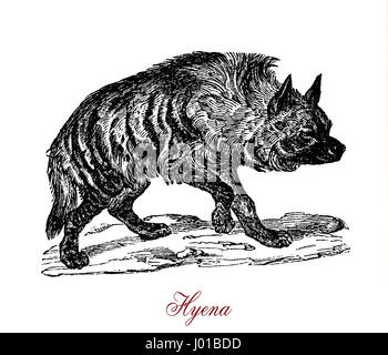 Hyena, family Hyaenidae Carnivora Stock Photo - Alamy