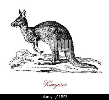Australian kangaroo hind legs, feet close up Stock Photo - Alamy