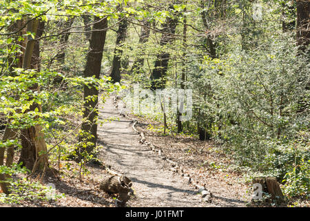 Sydenham Hill Woods in Forest Hill, Dulwich, southeast London, England ...