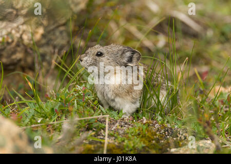Collared Pika (Ochotona collaris) on his Lookout Stock Photo - Alamy