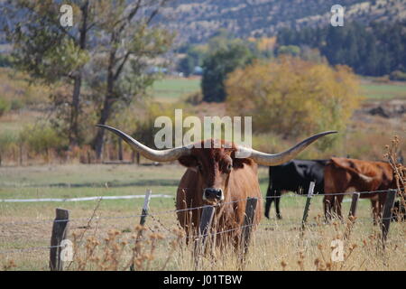 Texas longhorn cattle in corral on ranch Texas USA Stock Photo - Alamy