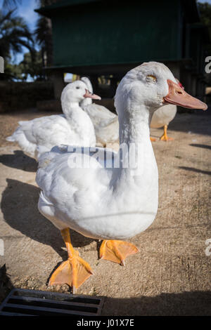 Domestic duck, domestic white ducks, naturally fed ducks Stock Photo ...