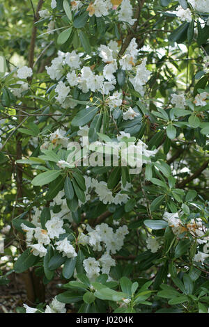 Rhododendron decorum Rhododendron decorum Stock Photo - Alamy