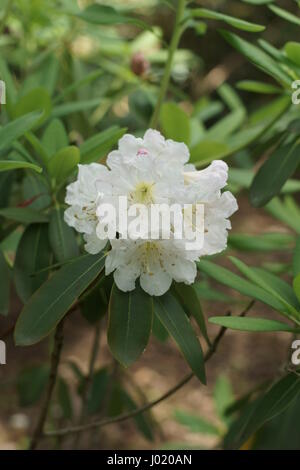 Rhododendron decorum Rhododendron decorum Stock Photo - Alamy