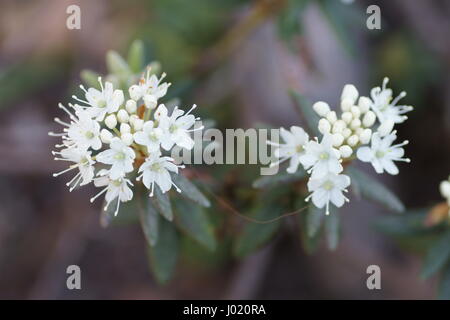 Ledum groenlandicum "Compactum", Labrador Tea, shrub with leaves in ...