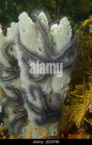 Lavender rope sponge, Niphates erecta, underwater on the seabed of the ...