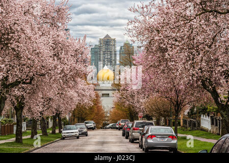 Cherry blossom trees line a residential street in Vancouver, on Tuesday ...
