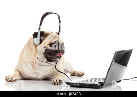 Funny animal call center operator, chipmunk with phone headset on white ...