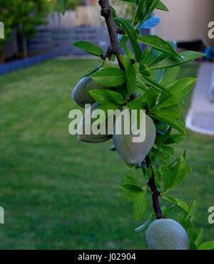 Green almonds nuts ripening on tree in summer, cultivation of almond ...