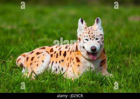 samoyed dog repainted on leopard and tiger. groomed dog. pet grooming ...