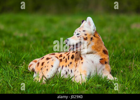 samoyed dog repainted on leopard and tiger. groomed dog. pet grooming ...