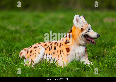 samoyed dog repainted on leopard and tiger. groomed dog. pet grooming ...