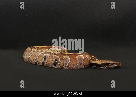 Malayan short-tailed python, Malayan blood python, Malayan short python ...