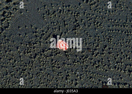 Sea shell at Saint Martin’s Island. Cox’s Bazar, Bangladesh Stock Photo ...
