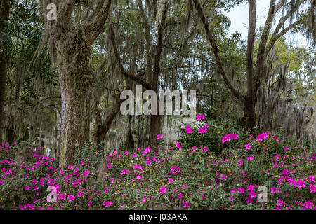 Azalea bushes and Live Oak trees filled with Spanish Moss line a gravel ...