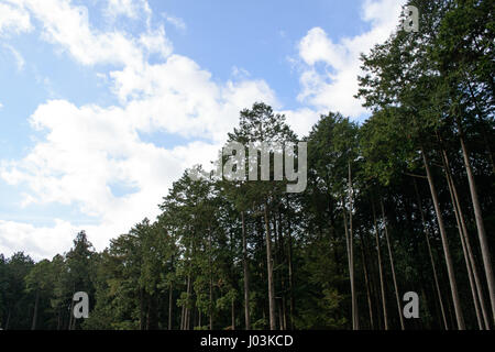 White cedar plantation Stock Photo - Alamy