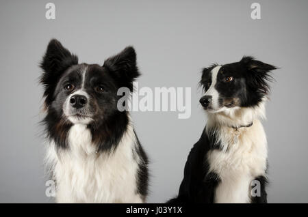 Two cute obedient border collies sitting side by side outside in autumn ...