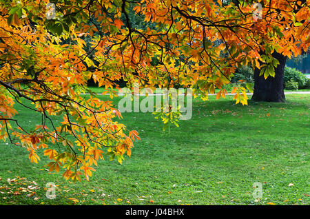 Green lawn and bush, left black tree Stock Photo - Alamy