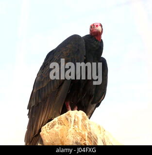 Turkey vulture, Truthahngeier, Urubu à tête rouge, Cathartes aura ...