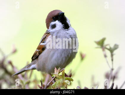 European sparrow, Passer montanus, female of small brown bird standing ...