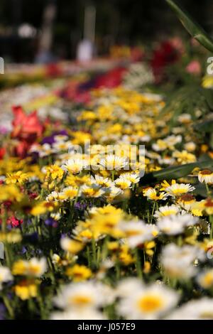 Rawalpindi, Pakistan. 10th Apr, 2017. People visit a spring flower show ...