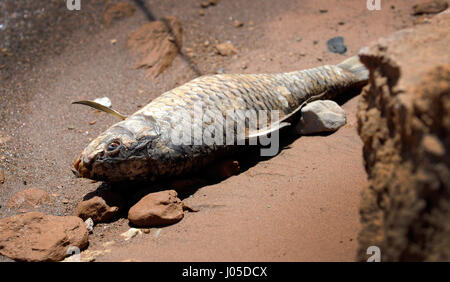 carp, lake mead, Nevada, fish, USA, United States, America, lake Stock ...