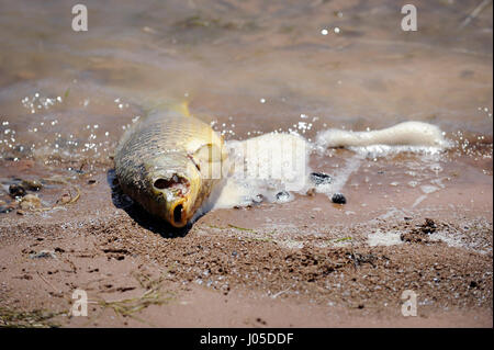 carp, lake mead, Nevada, fish, USA, United States, America, lake Stock ...