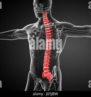 Human spine, side view Stock Photo - Alamy