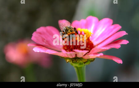 Bumble bee is sitting on a pink flower Stock Photo - Alamy