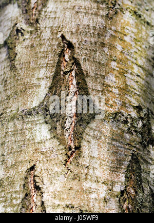 Photo of light brown texture stem tree Stock Photo - Alamy