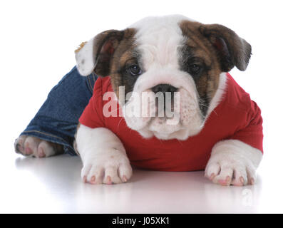 cute bulldog puppy wearing jeans and red shirt Stock Photo - Alamy