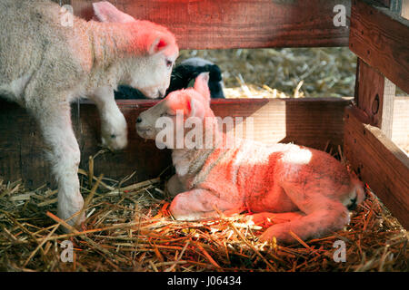 white lamb under heat lamp in barn of organic farm in holland with ...